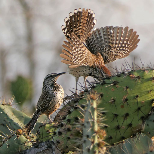 Sycamore Canyon - Puente Hills Habitat Preservation Authority